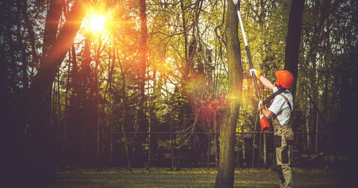 Tree Trimming Invercargill | Trusted & Affordable Tree Trimming