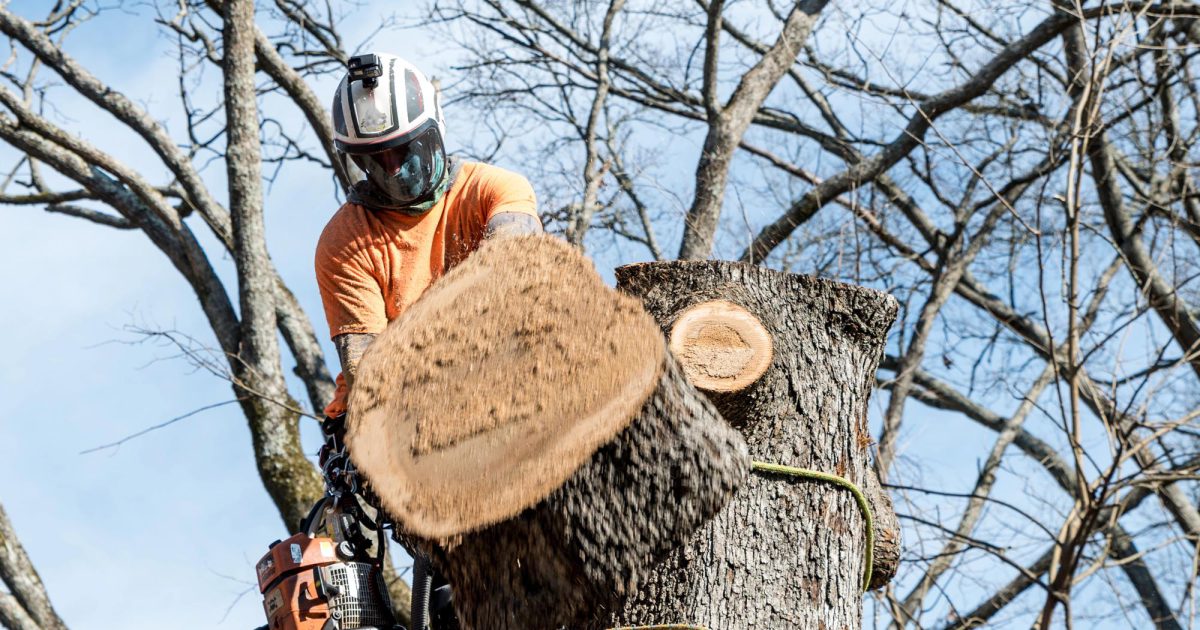 Tree Cutting Invercargill | Trusted & Affordable Tree Cutting